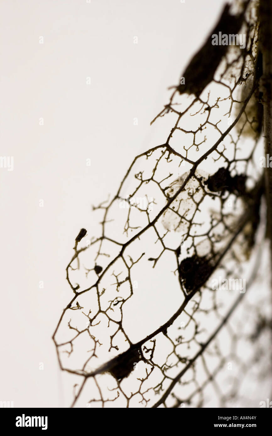 Dried leaf skeleton Stock Photo - Alamy