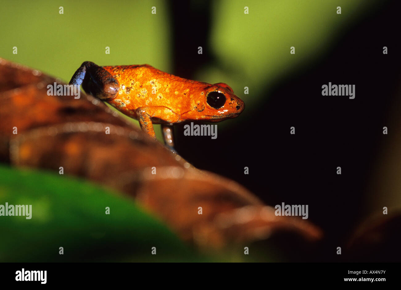 Orange and blue poison dart frog hi-res stock photography and images ...