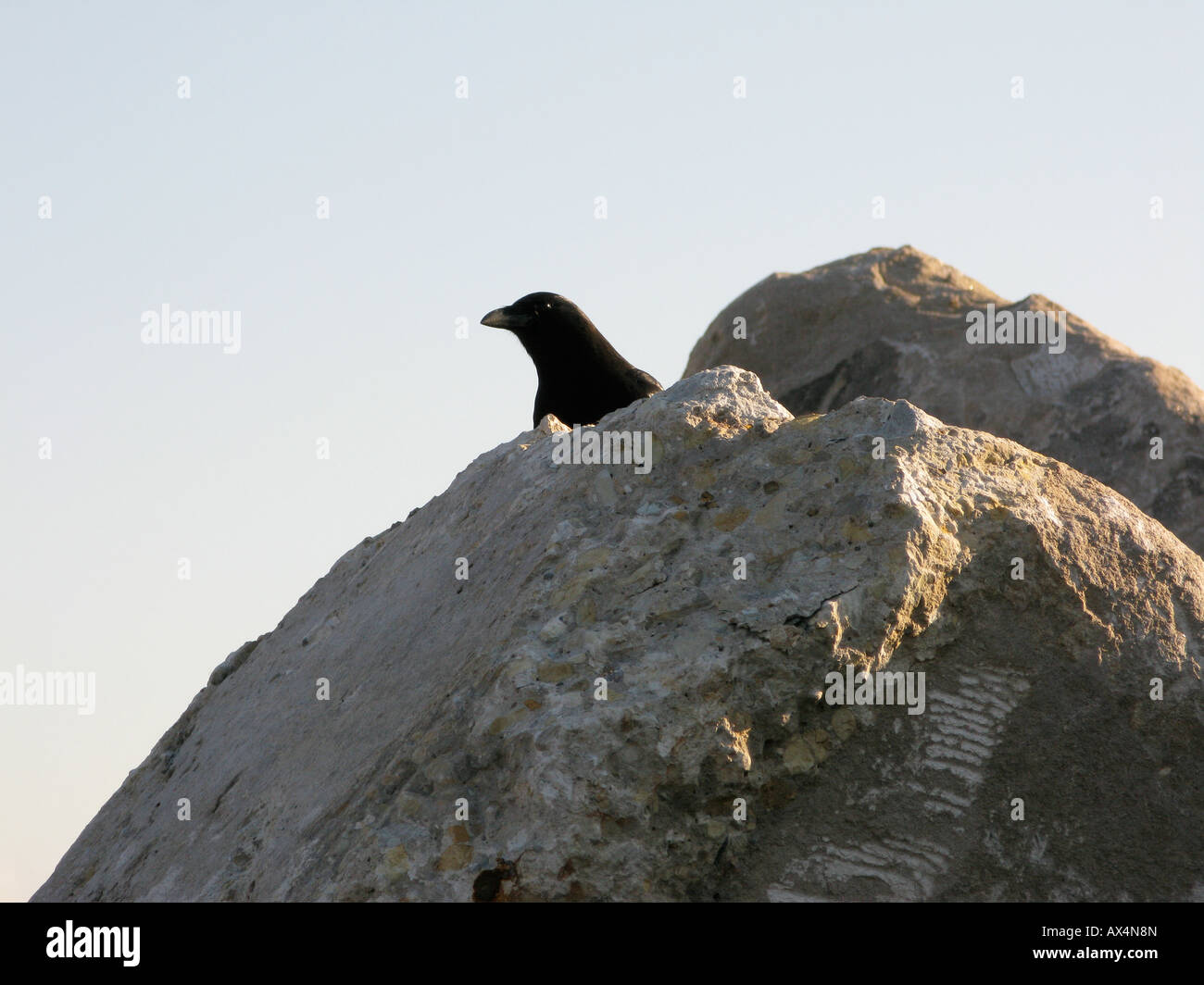 Crow partially hidden by rocks Stock Photo - Alamy