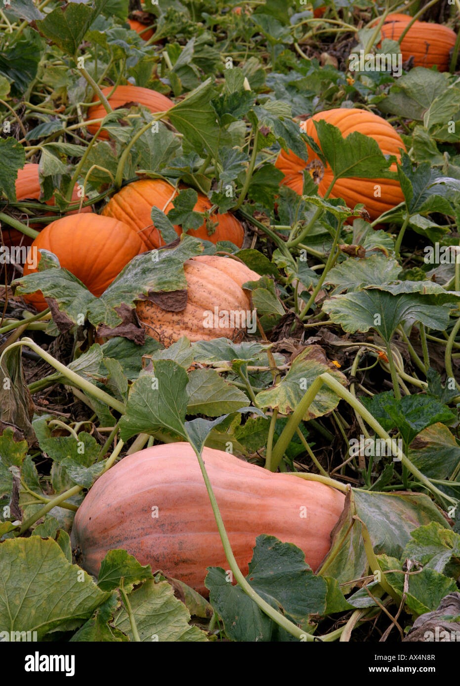 Pumpkins in a field in fall in New Hampshire Stock Photo - Alamy