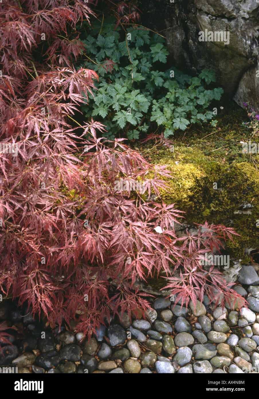 Small acer palmatum tree above pebbles and mossy stone Stock Photo - Alamy