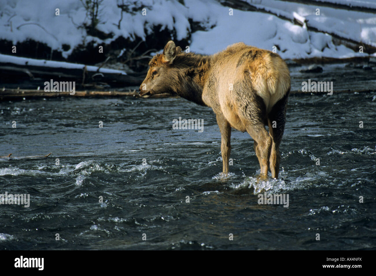 Elk male stag standing in a river in the winter in the snow in ...