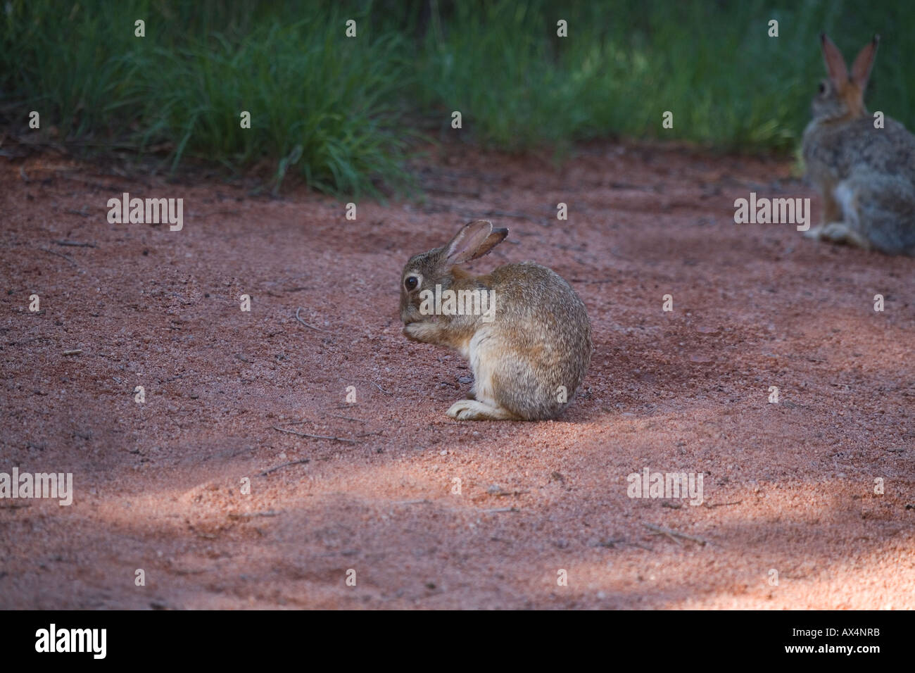" Mother and Baby Rabbit Stock Photo - Alamy