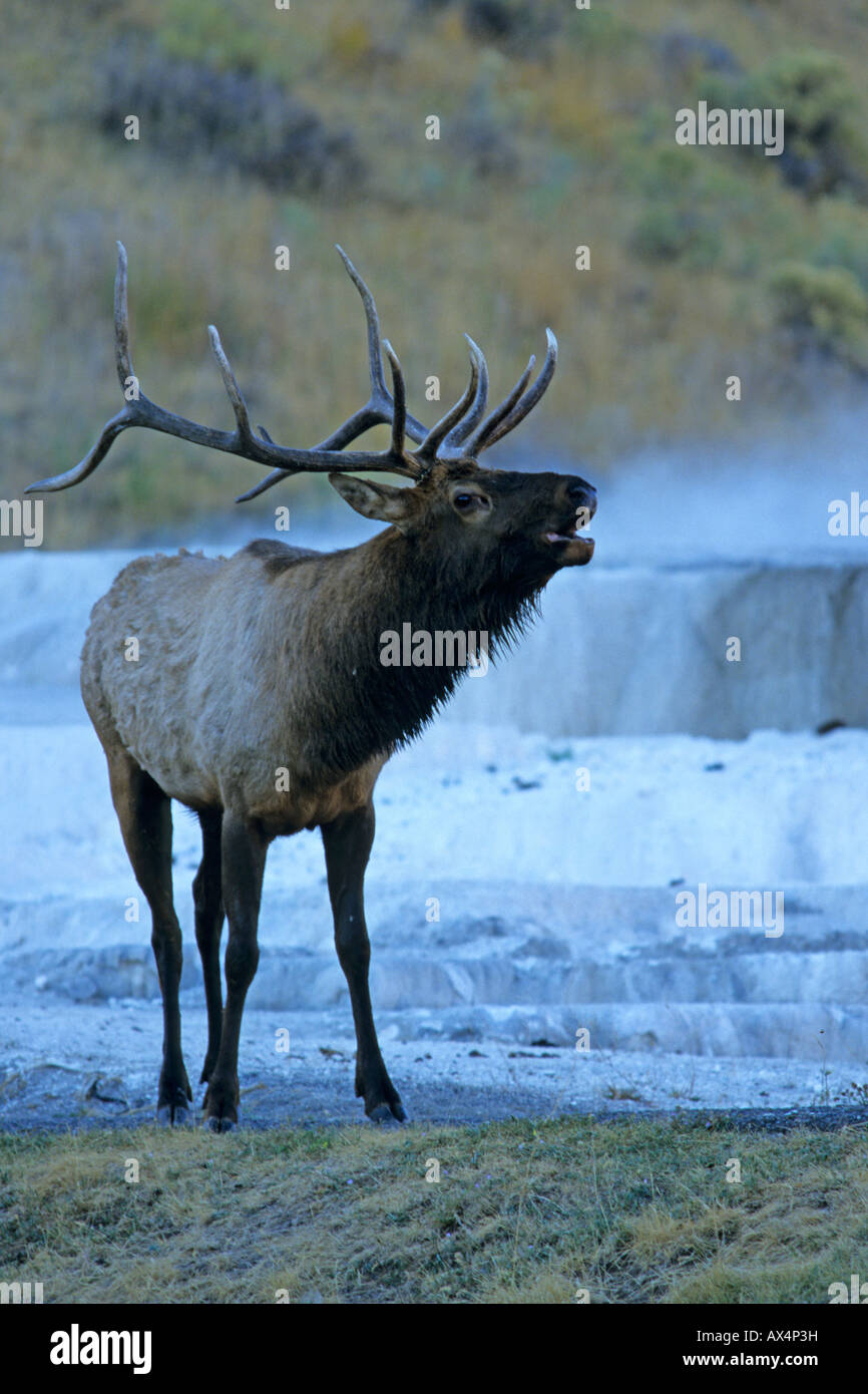Active travertine terraces hi-res stock photography and images - Alamy