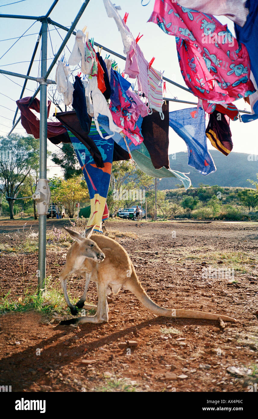A kangaroo standing under a clothesline Australia Stock Photo - Alamy
