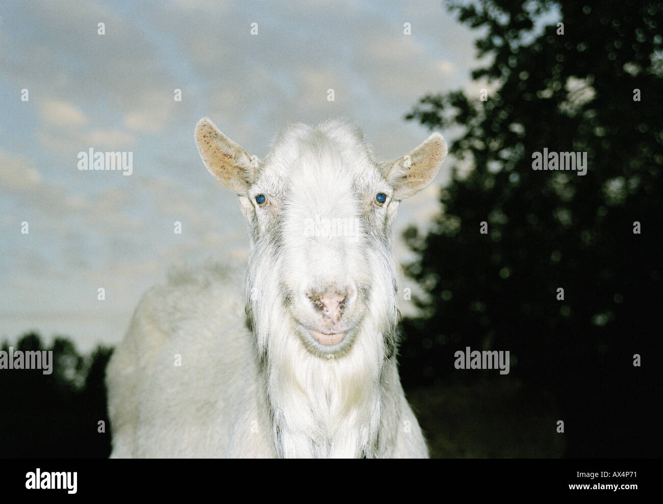Goat ears hi-res stock photography and images - Alamy