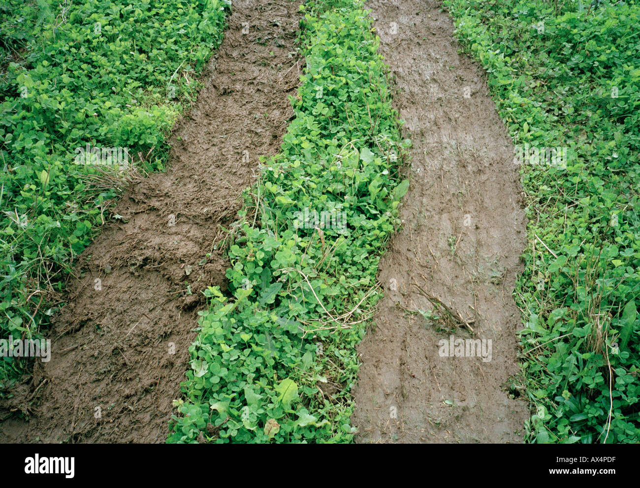 Crops in a row Stock Photo - Alamy