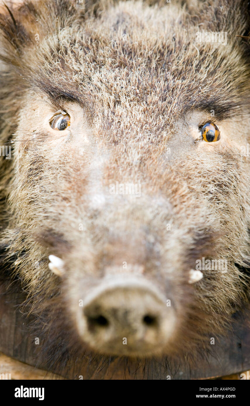 Stuffed Wild boar Cinghiale outside a shop Norcia Umbria Italy Stock ...
