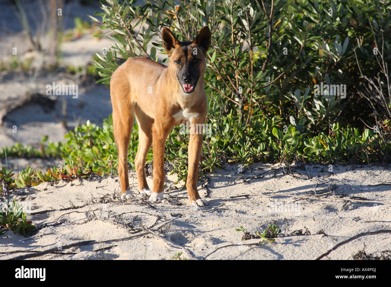 Dingo, canis lupus dingo, single pure-bred adult sitting standing Stock ...