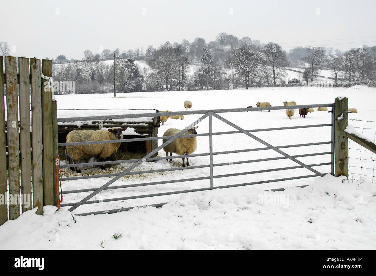 Sheep through metal gate in snow Stock Photo - Alamy