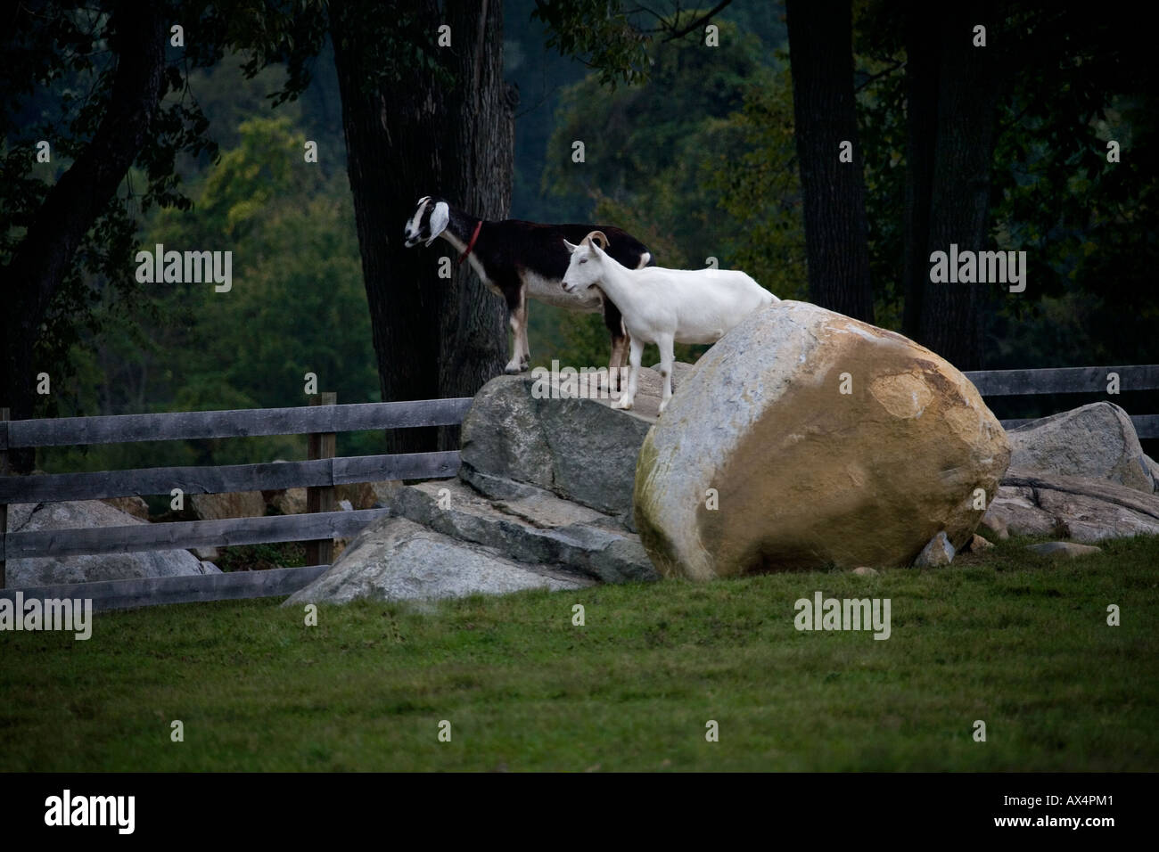 Goats on boulder hi-res stock photography and images - Alamy