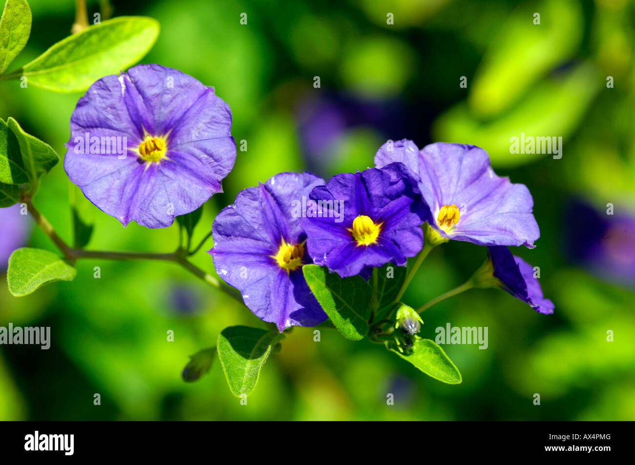 flower purple green nature beauty horizontal Stock Photo - Alamy