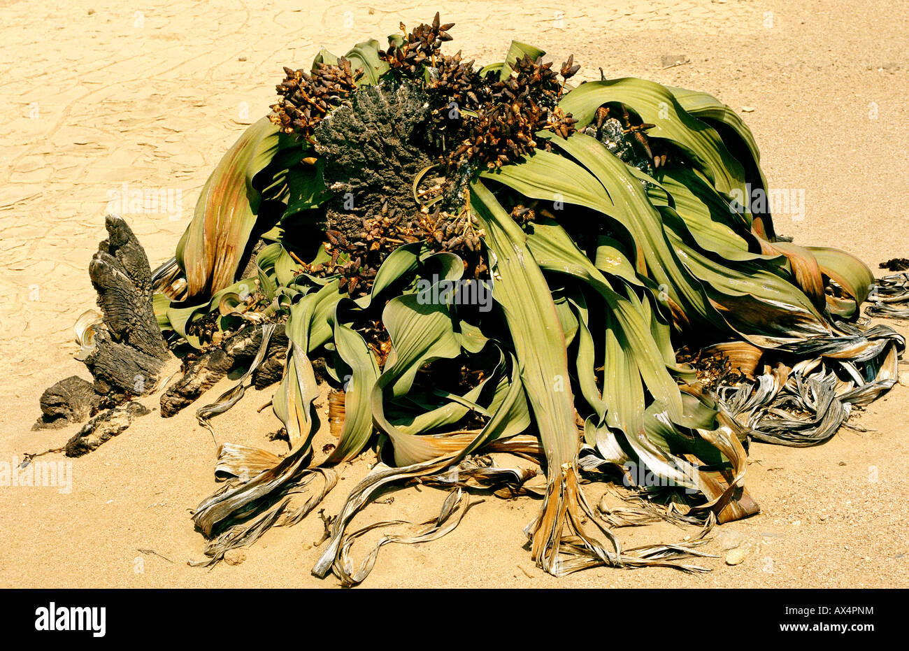 Welwitschia mirabilis, Namibia, Africa Stock Photo - Alamy