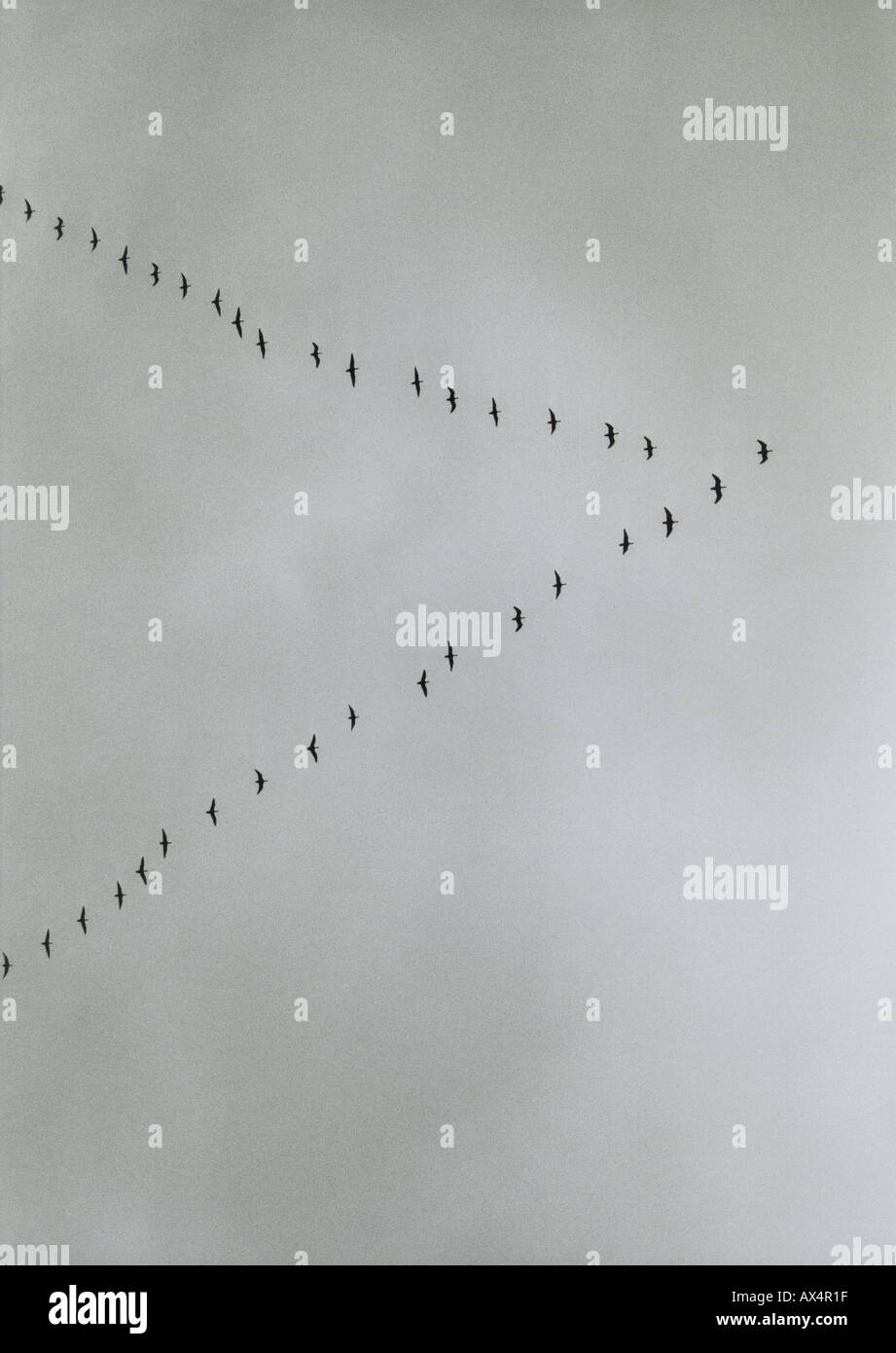 Birds flying in V formation Stock Photo - Alamy