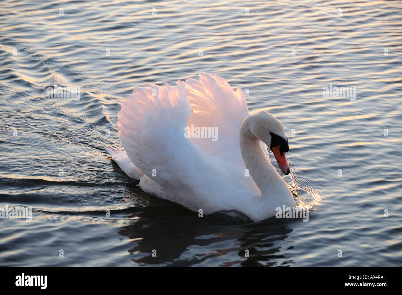 Backlit swan on water hi-res stock photography and images - Alamy