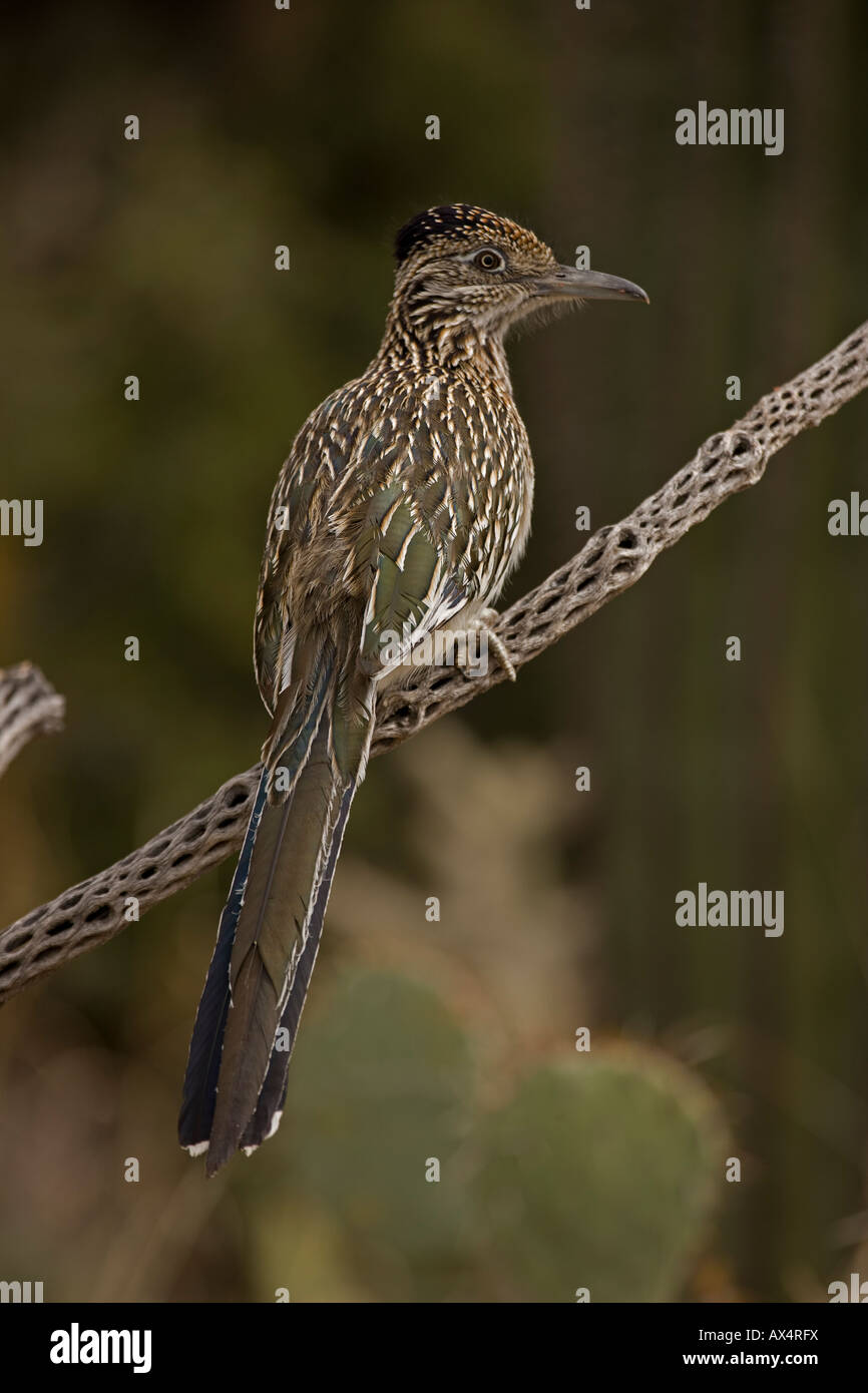 Greater roadrunner desert hi-res stock photography and images - Alamy