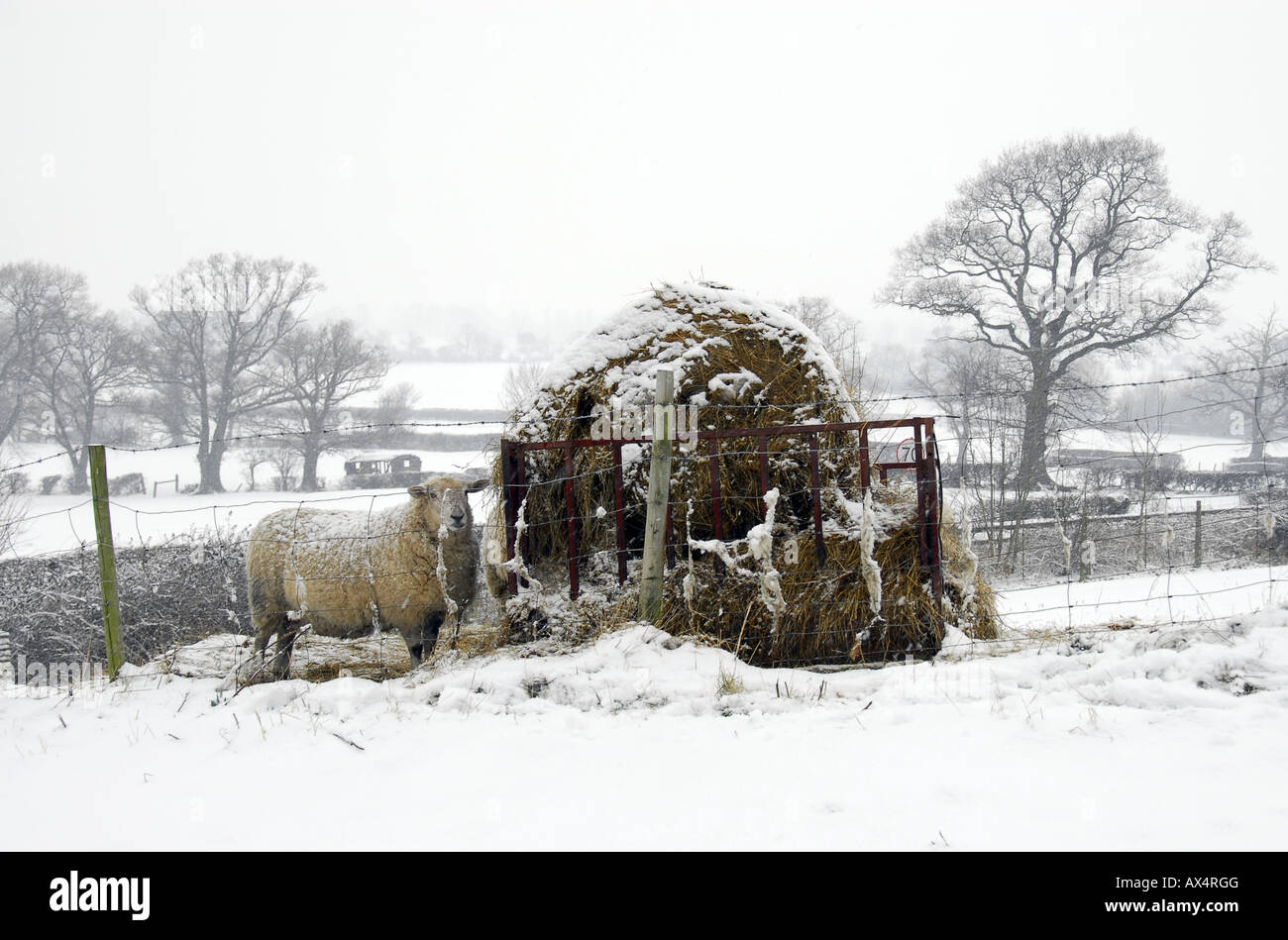 Sheep ( Ewes) feeding on silage bale in the snow Stock Photo - Alamy
