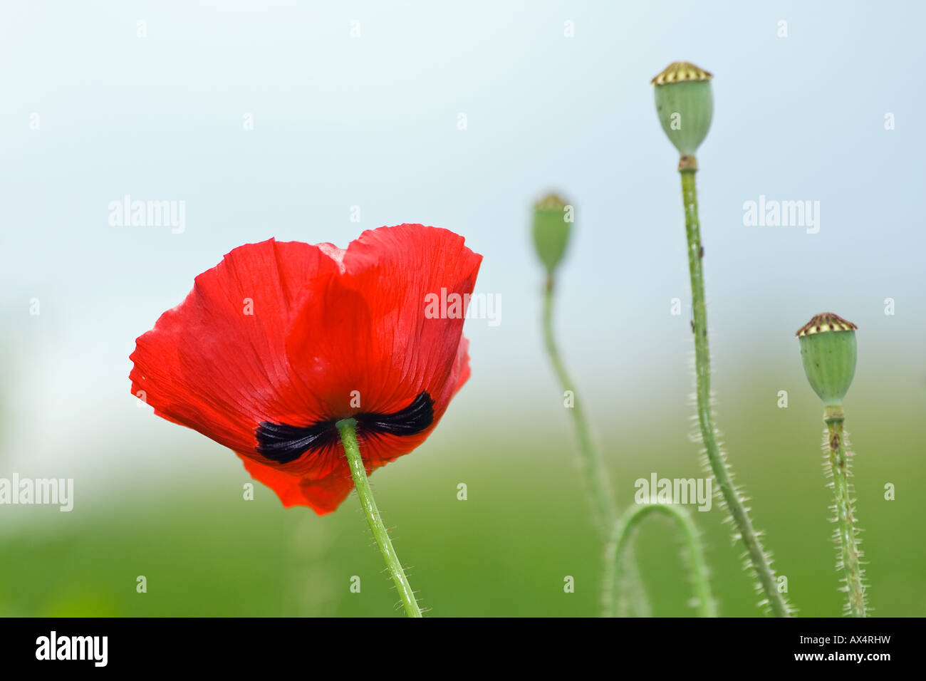 Three poppy hi-res stock photography and images - Alamy