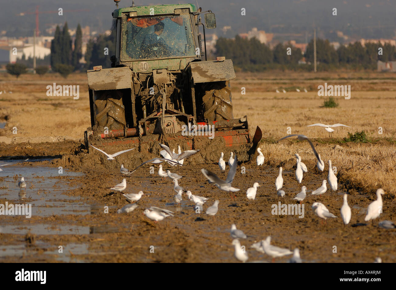 Preparing lands for rice in “Delta del Ebro” Nature Reserve Stock Photo ...