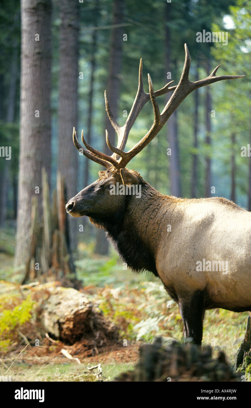 Roosevelt elk, washington hi-res stock photography and images - Alamy