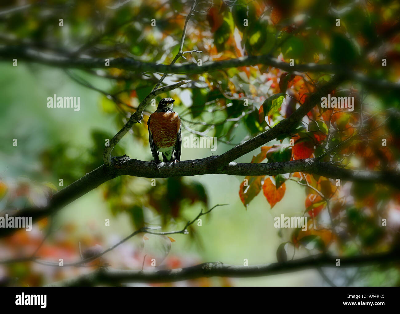 Robin in fall foliage hi-res stock photography and images - Alamy