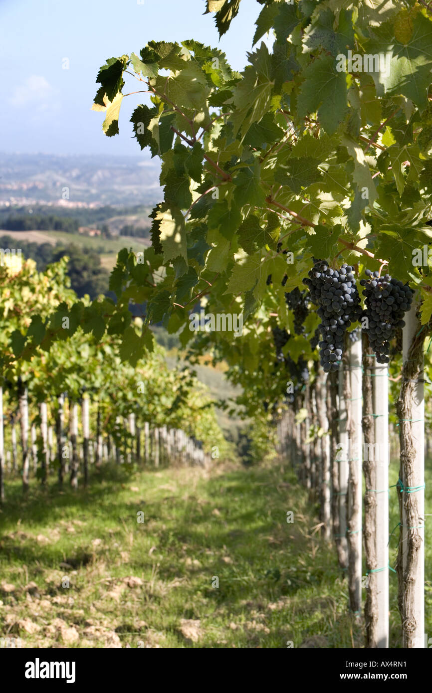 San giovese grapes hi-res stock photography and images - Alamy