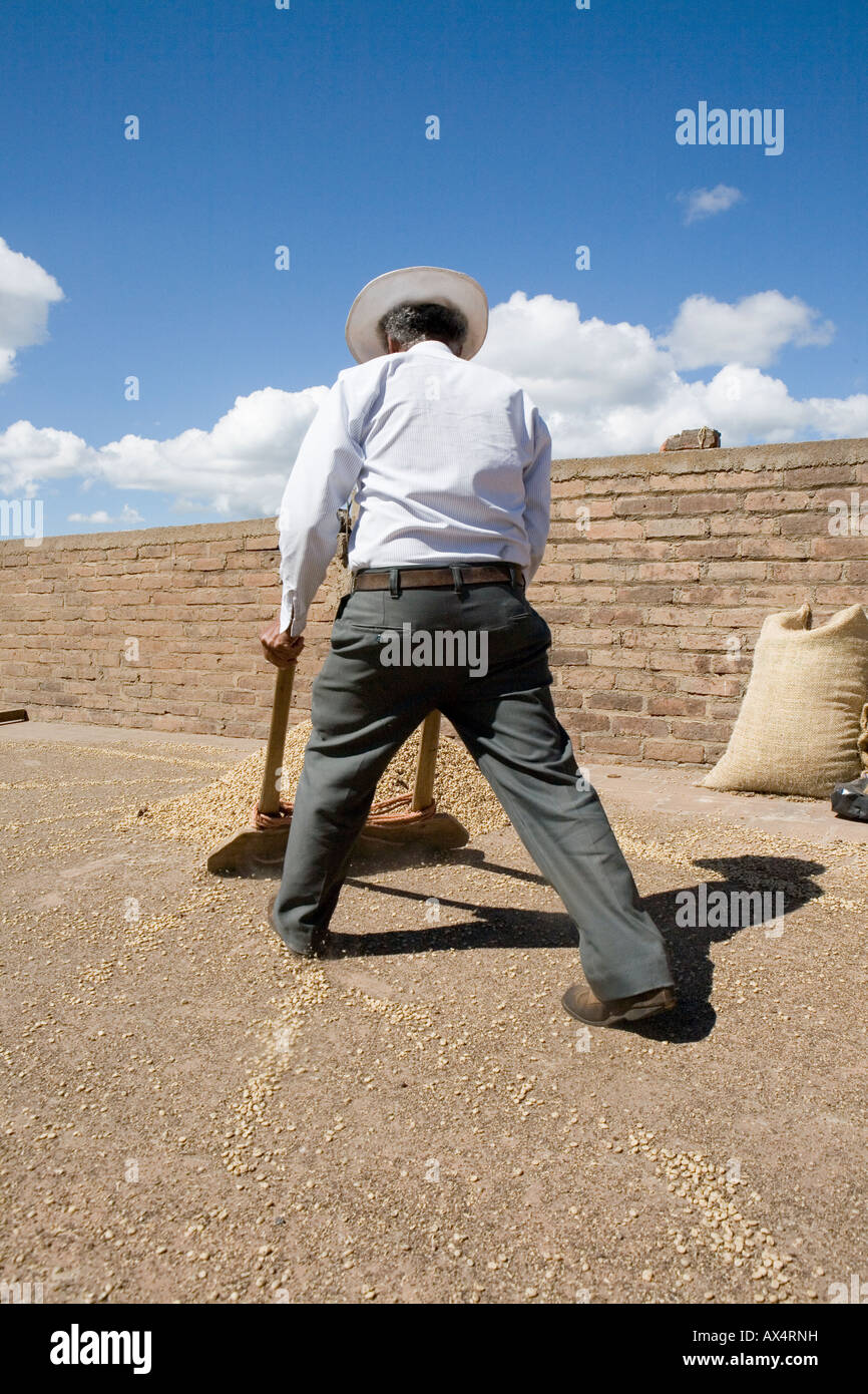 Drying patios at La Majada coffee cooperative El Salvador Stock Photo ...
