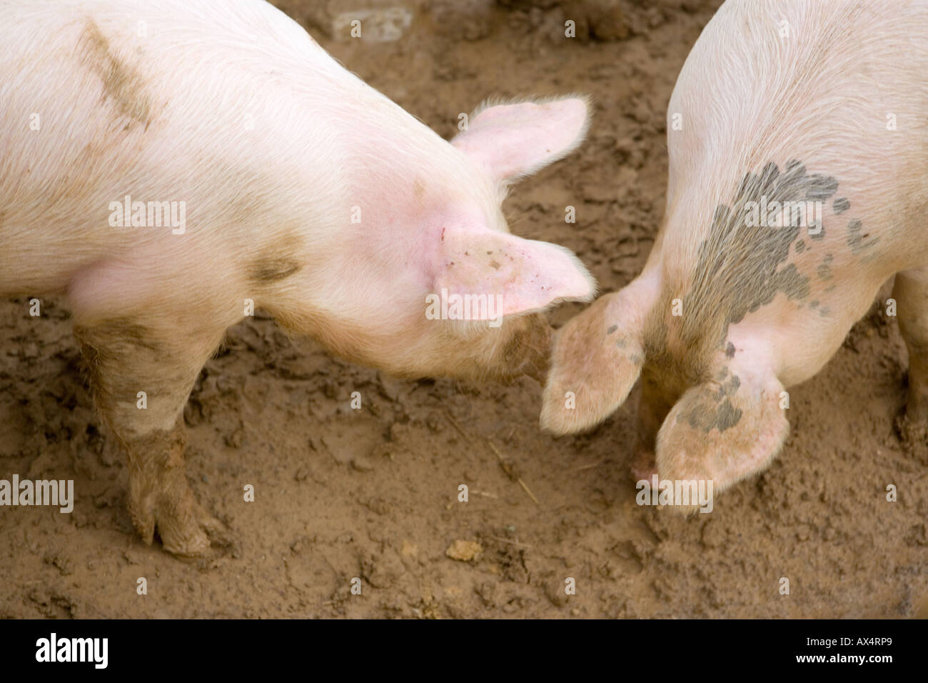 Two pink pigs sniffing around in mud Stock Photo - Alamy