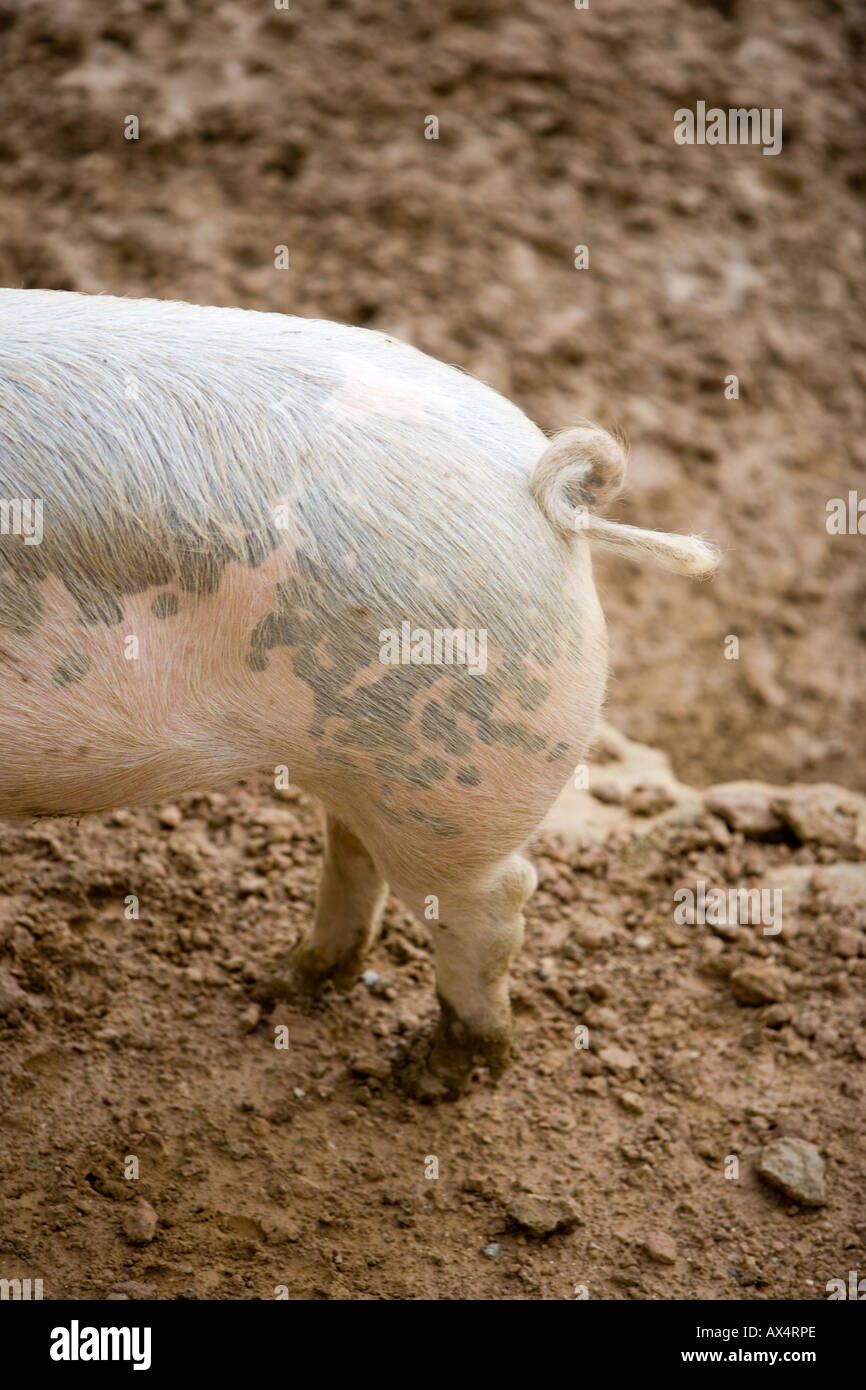 Pigs bottom and curly tail Stock Photo - Alamy