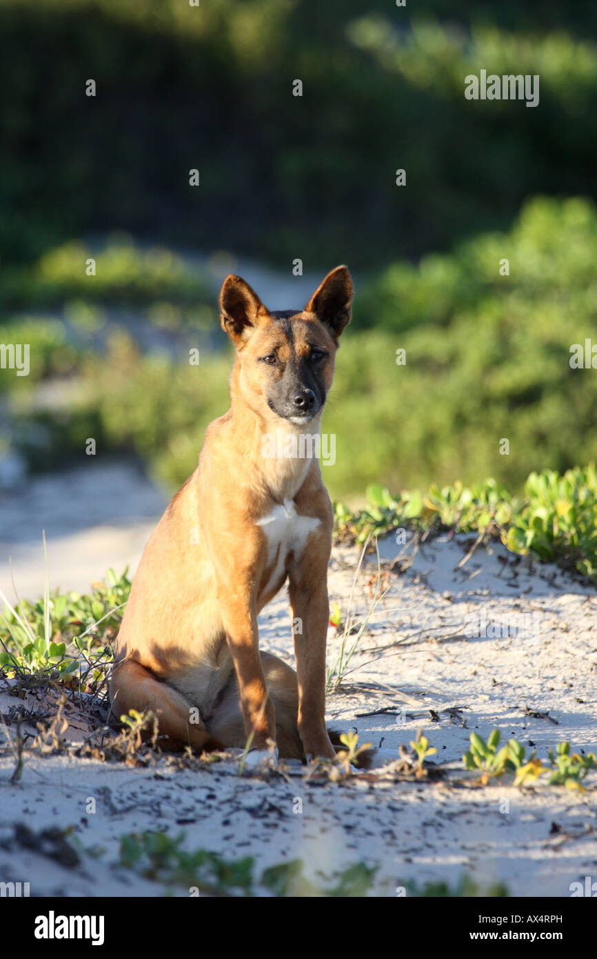 Dingo, canis lupus dingo, single pure-bred adult sitting on a sand dune ...
