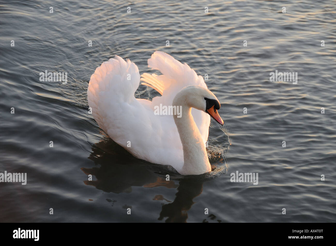 Backlit mute swan (Cygnus Olor) on dark water bathing in late evening ...