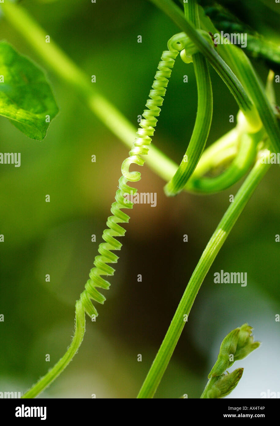 Twisted vine hi-res stock photography and images - Alamy