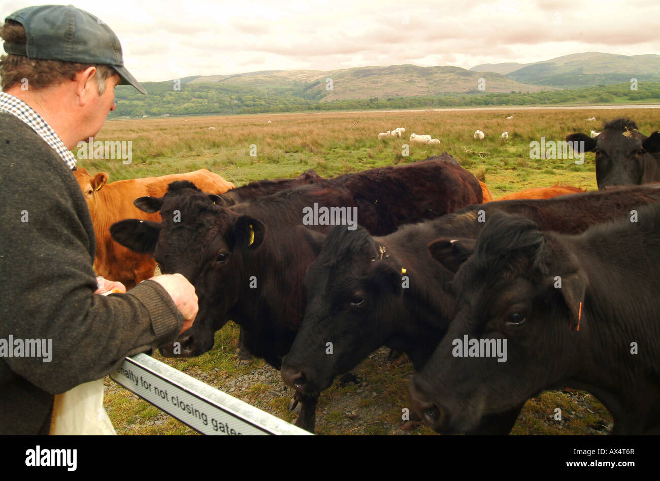 Farmer checking on his cattle hi-res stock photography and images - Alamy