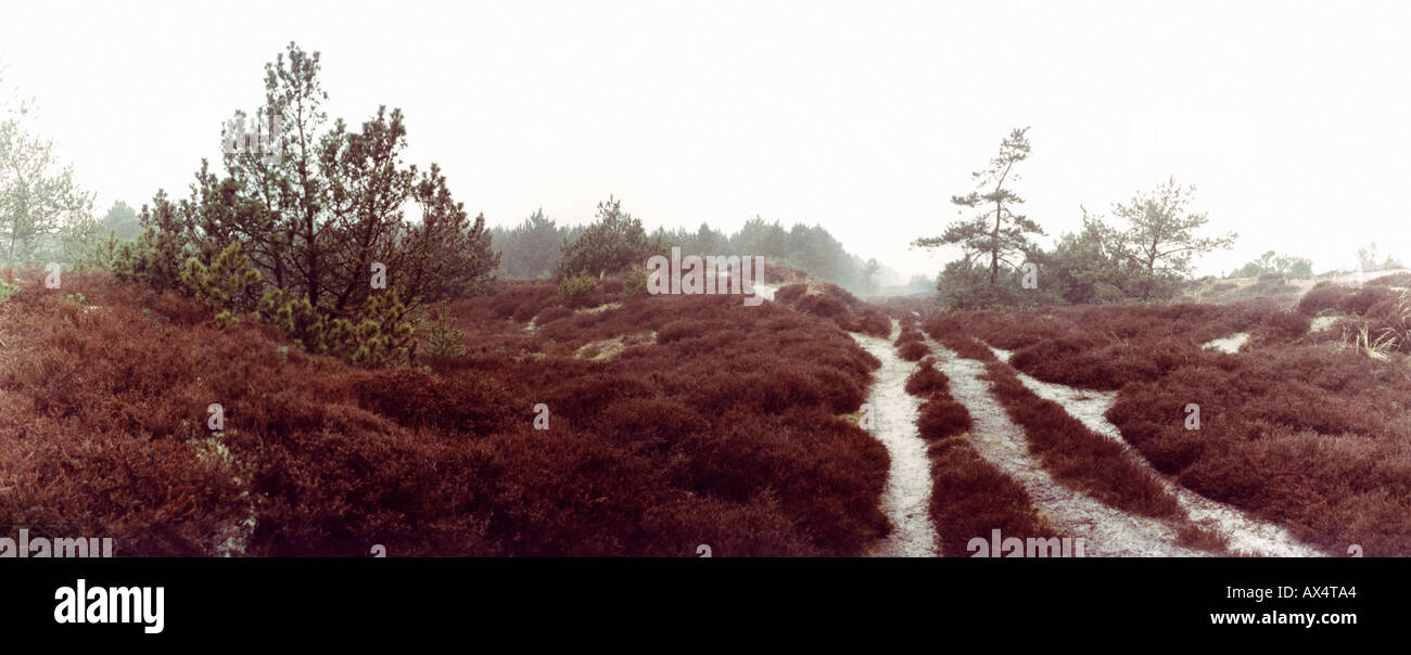 Path through brush Denmark Stock Photo - Alamy