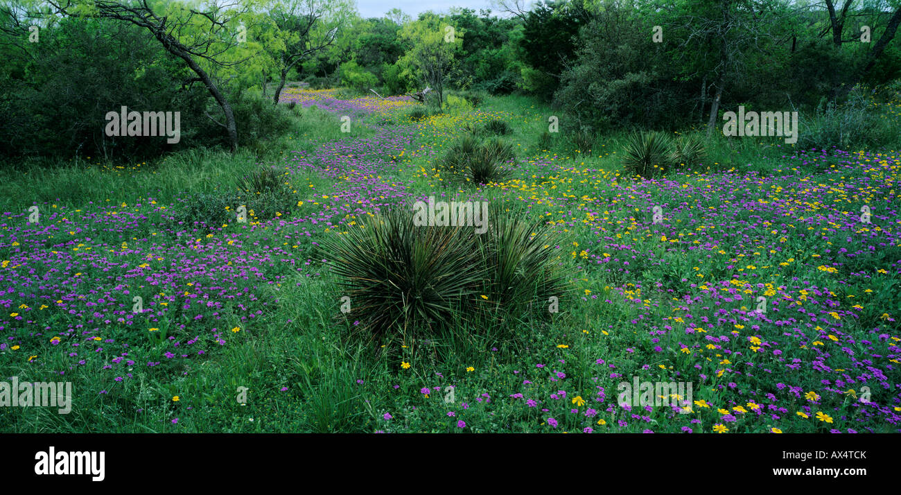 Wildflowers Verbena Huisache Daisy and yucca South Llano River State ...