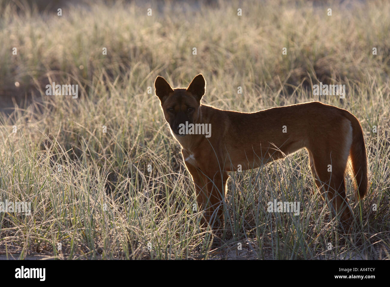 Dingo, canis lupus dingo, single pure-bred adult on a sand dune Stock ...
