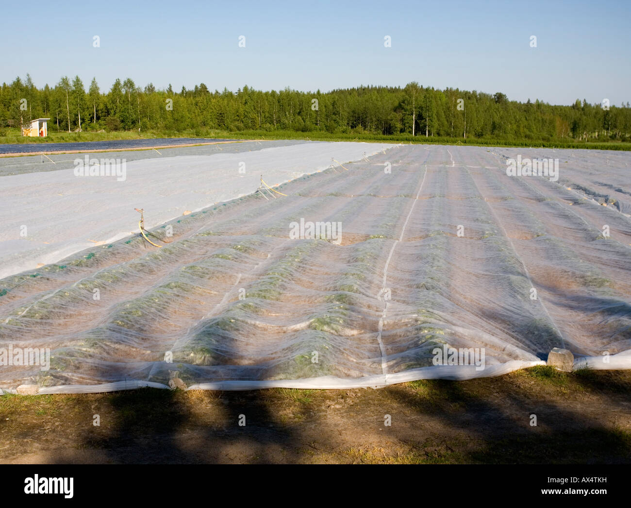 Gauze covered paper hi-res stock photography and images - Alamy