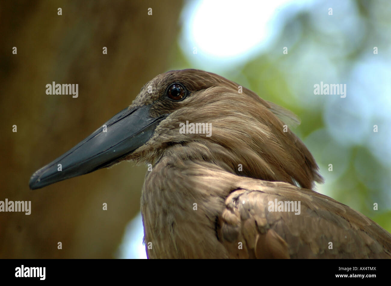 This is a capture of a brown bird Stock Photo - Alamy