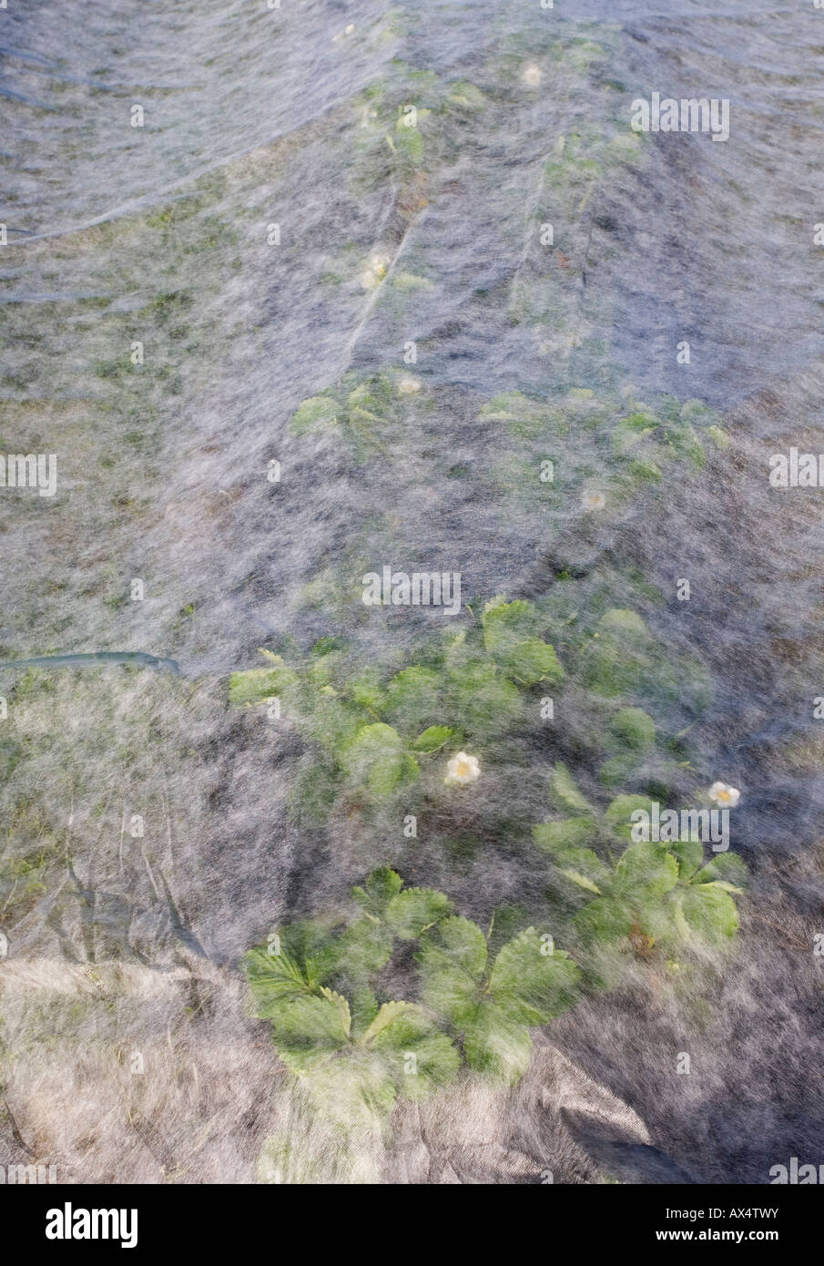 Closeup of strawberry field fabric floating row cover against frost ...