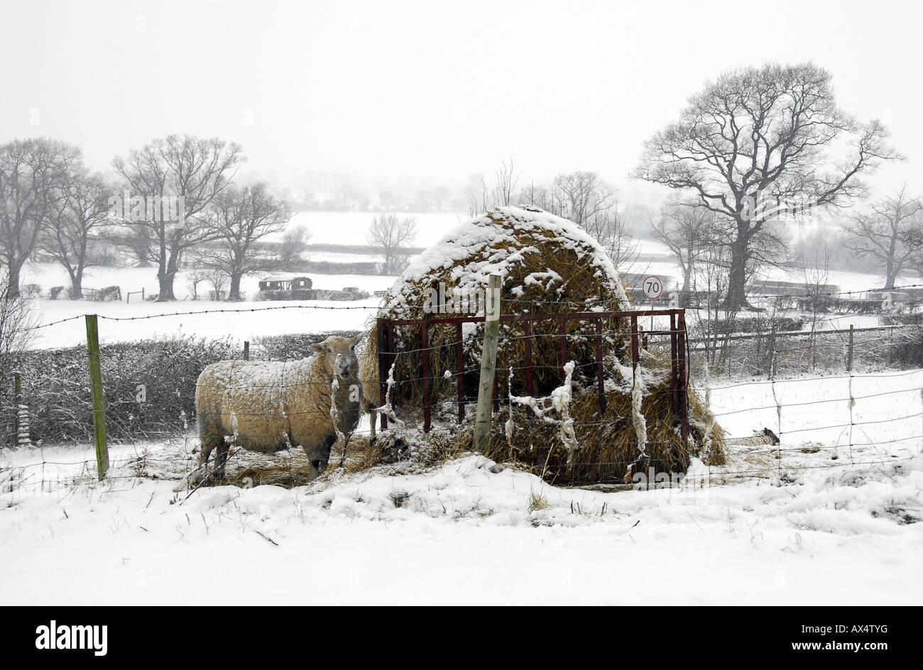 Sheep ( Ewes) feeding on silage bale in the snow Stock Photo - Alamy