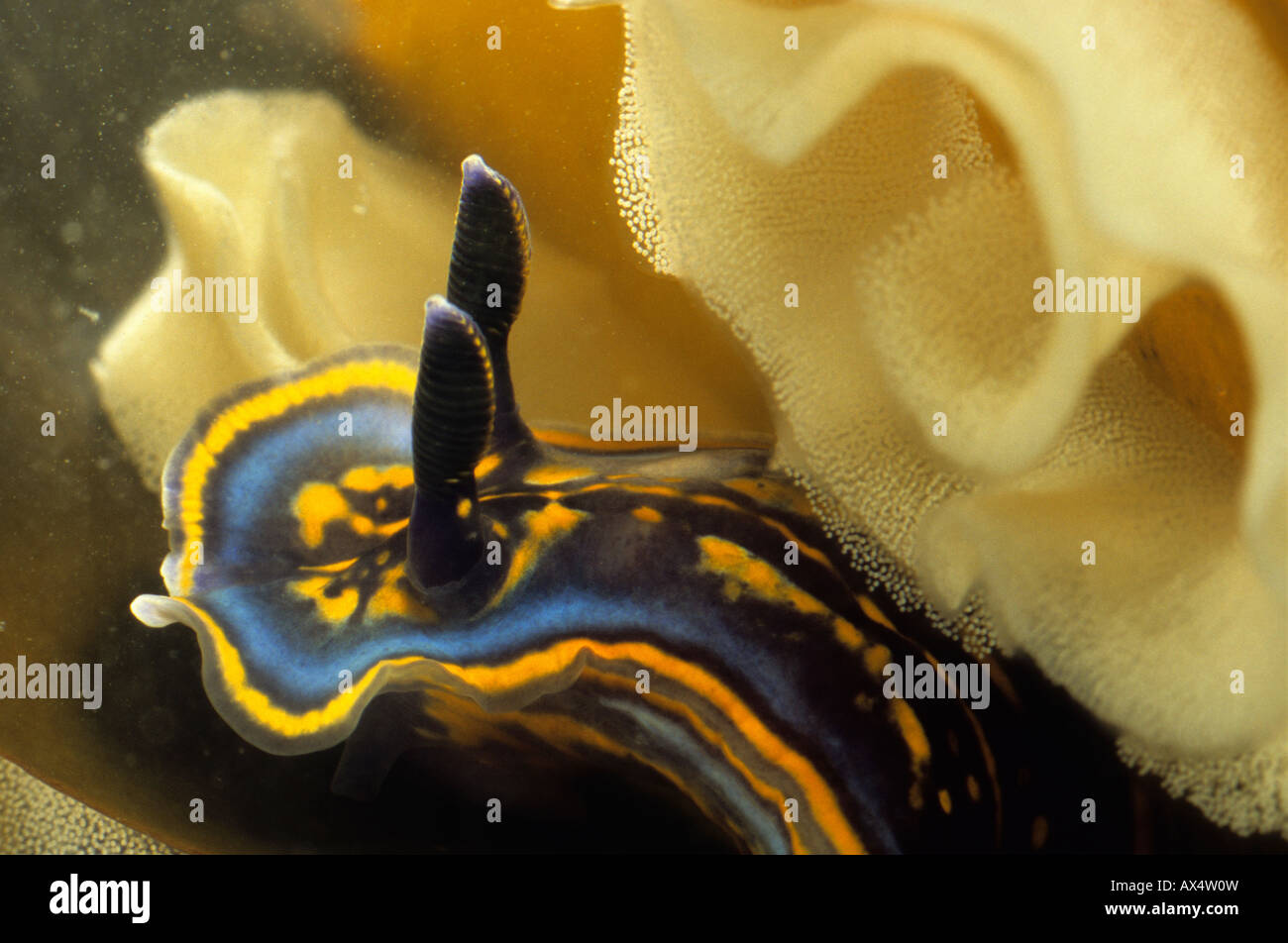 Nudibranch sea slug eggs Hypselodoris cantabrica Mirleft Morocco Stock ...