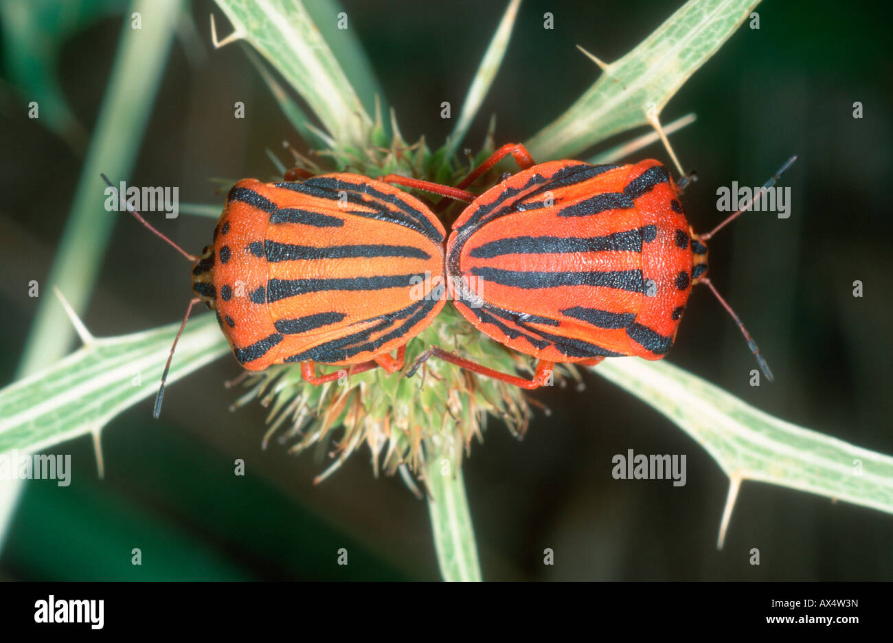 Shield Bugs, Graphosoma semipunctatum. Pair mating Stock Photo - Alamy