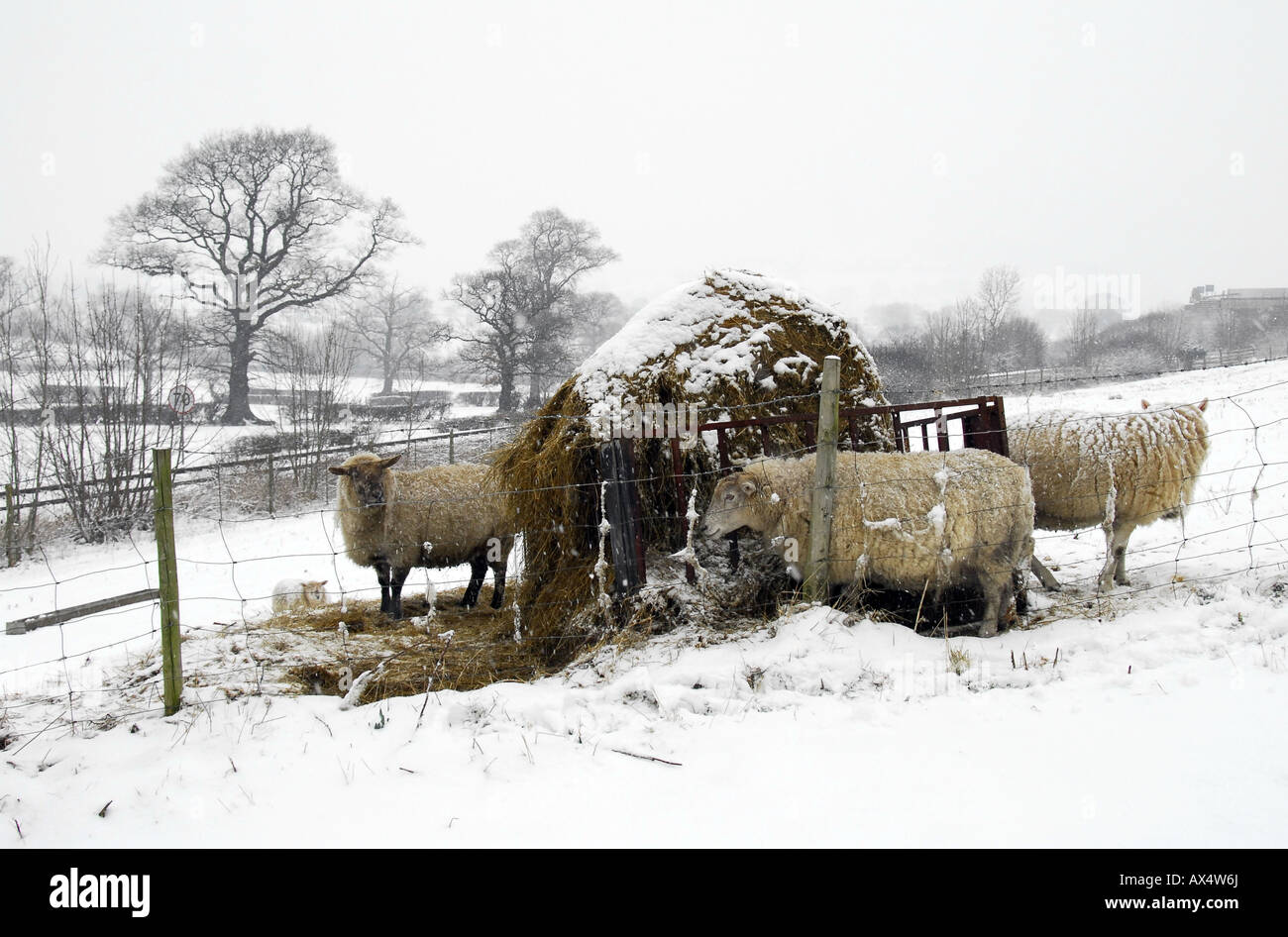 Big flock of sheep hi-res stock photography and images - Alamy