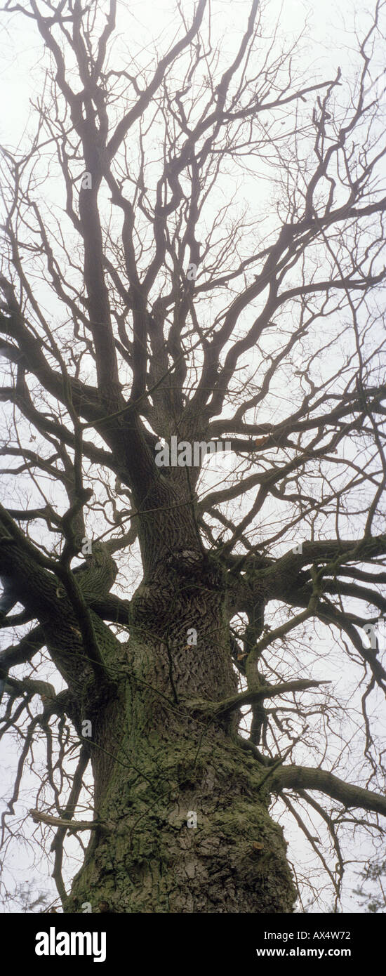 Gnarled branches hi-res stock photography and images - Alamy