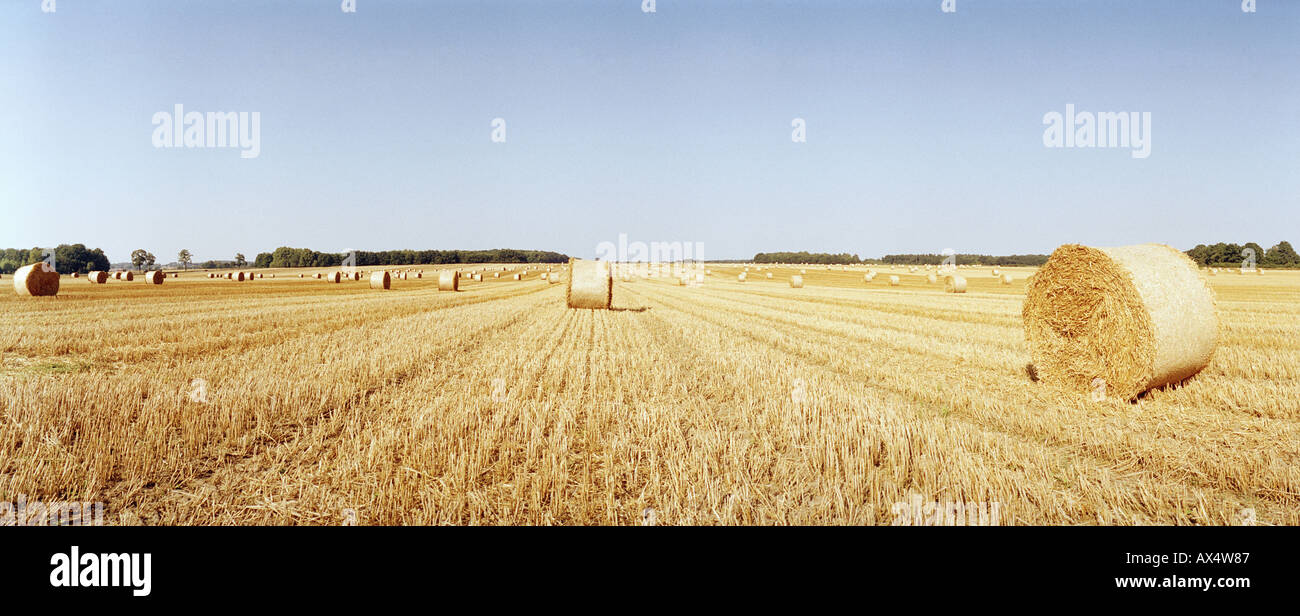Large cylindrical hay bales hi-res stock photography and images - Alamy