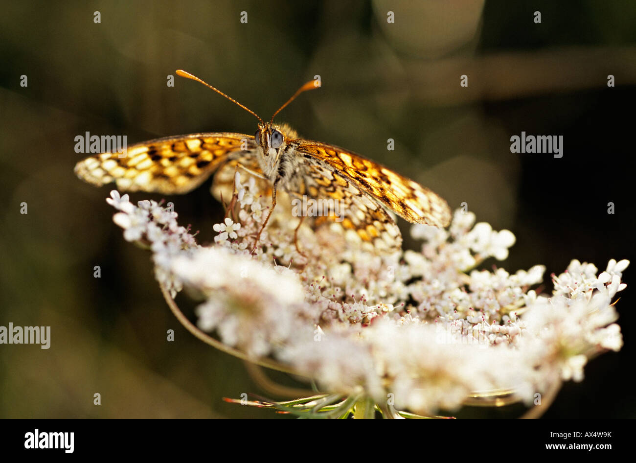 Knapweed fritillary Melitaea phoebe Correze france Stock Photo - Alamy