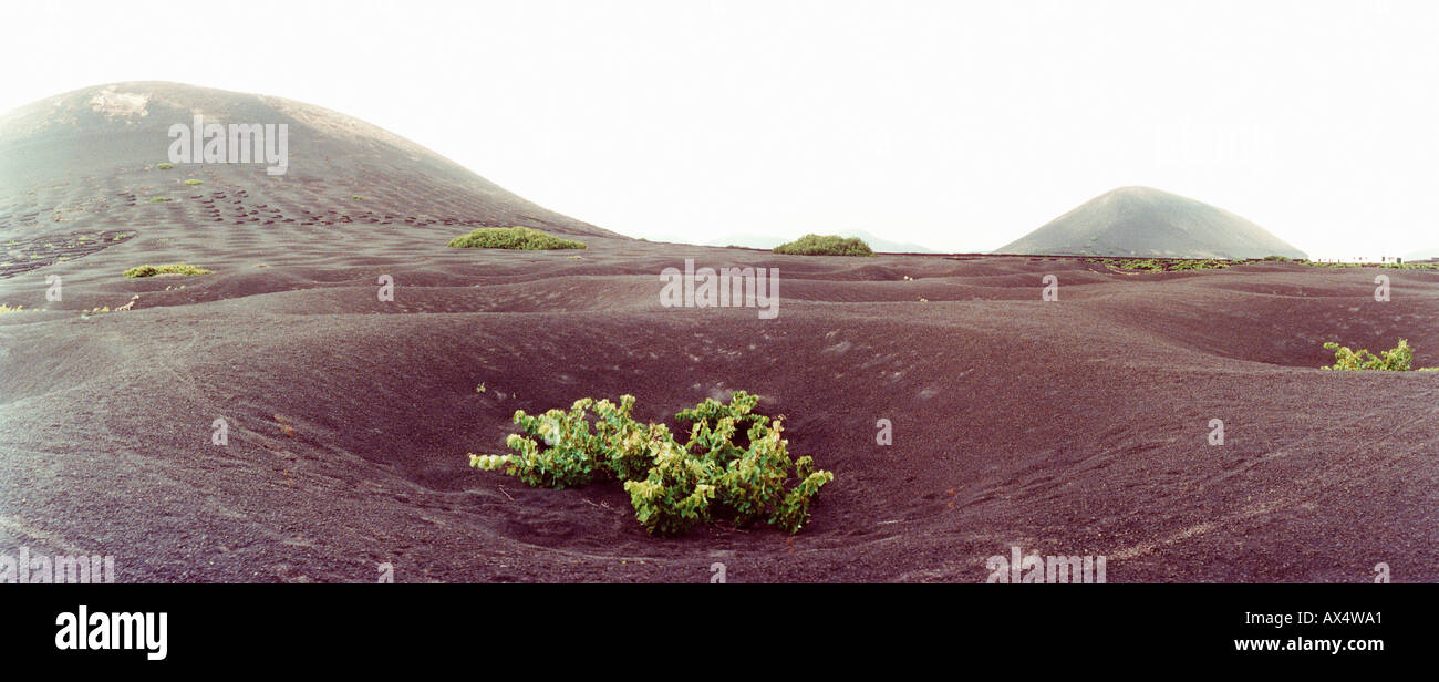 Crops growing in pits Canary Islands Spain Stock Photo - Alamy