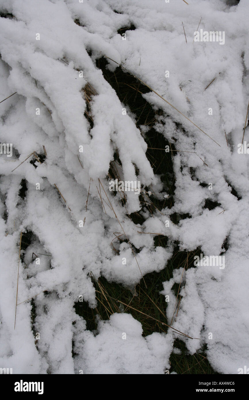 Snow on the gras Stock Photo - Alamy