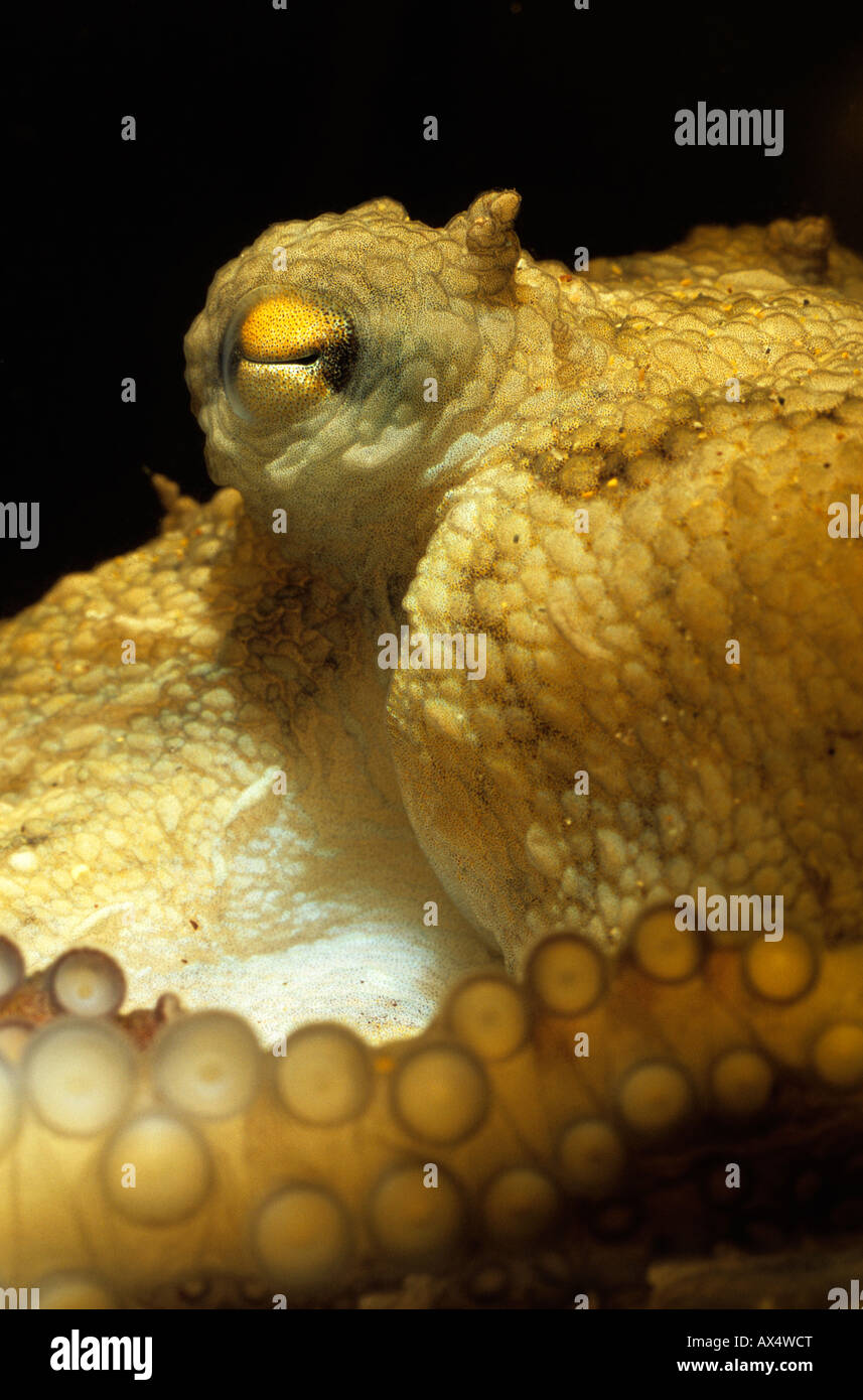 Common octopus Octopus vulgaris Mirleft Morocco Stock Photo - Alamy