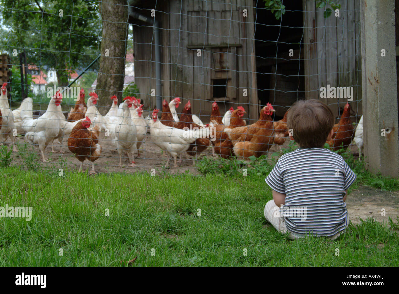 boy looking at his chickens Stock Photo - Alamy